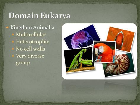 Ppt Classification Powerpoint Presentation Free Download Id2869025