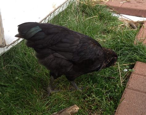 Olive Egger 10 Wks Poulet Or Cockerel Backyard Chickens Learn
