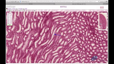Histology Guide найдено 86 изображений