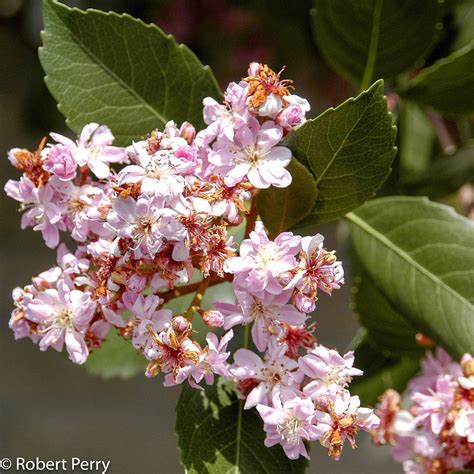 Majestic Beauty Indian Hawthorn Waterwise Garden Planner