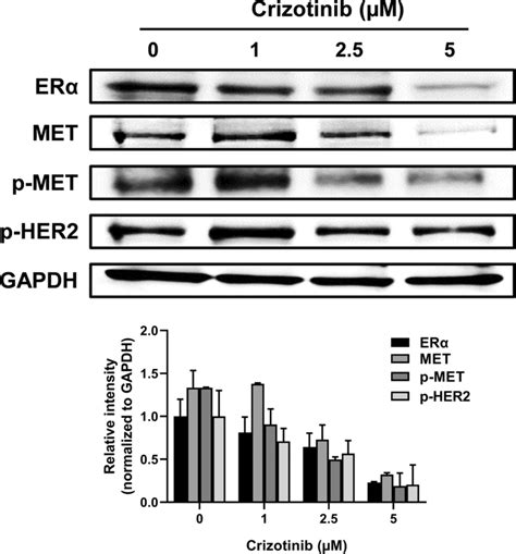 Western Blot Analysis For The Effect Of Crizotinib On Expression Of