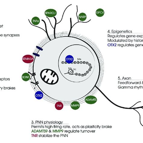 Summary Of Non Cell Autonomous Factors Involved In Fs Pv Cell