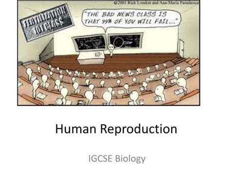 Human Reproduction Ppt Pptx