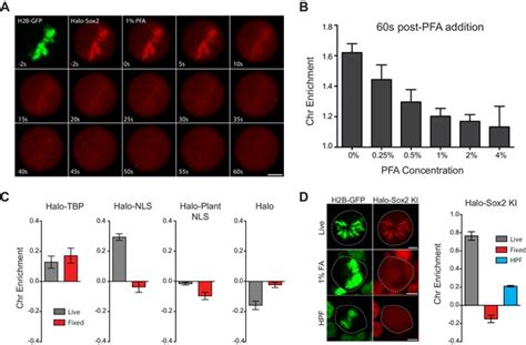 Figures And Data In A Dynamic Mode Of Mitotic Bookmarking By Transcription Factors ELife