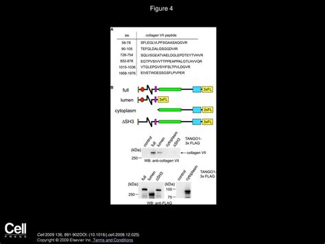 TANGO1 Facilitates Cargo Loading at Endoplasmic Reticulum Exit Sites ...