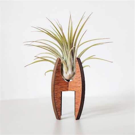 Air Plant Holder Wood Desk Stand How To Display Air Plants Leaf