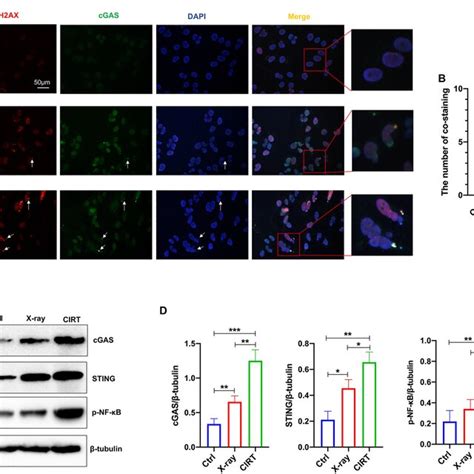 Cirt Enhanced Cgassting Pathway Activation A Fluorescent Staining Of