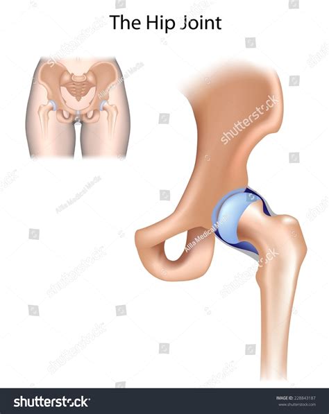 Hip Joint Structure Unlabeled Stock Illustration 228843187 Shutterstock