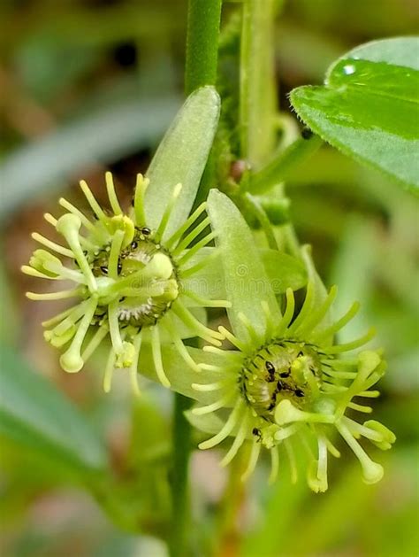 A Beautiful Pair Of Passiflora Suberosa Flowers Stock Image Image Of Pair Food 358456425