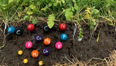 ¿cómo Llegan Los Nutrientes A Las Plantas Infoagronomo