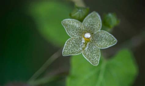 Top 7 Native Texas Vines To Grow Native Backyards