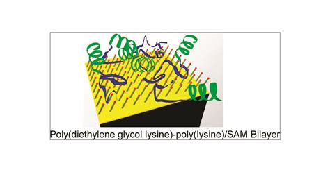 Adsorbed α Helical Diblock Copolypeptides Molecular Organization Structural Properties And