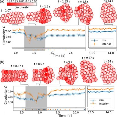 A Circularity Of The Droplets C ≡ 4π Ap 2 Where P Is The Perimeter