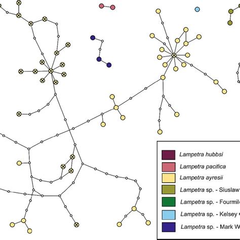 statistical parsimony network spn showing relatedness among cyt b