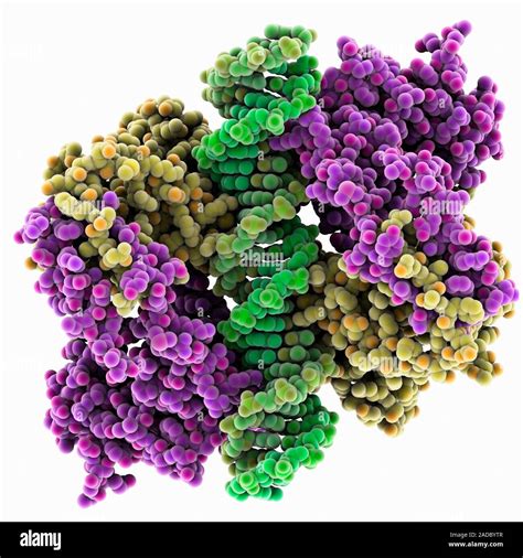 Engineered Tumor Suppressor P53 Dna Deoxyribonucleic Acid Complex Computer Model Showing An