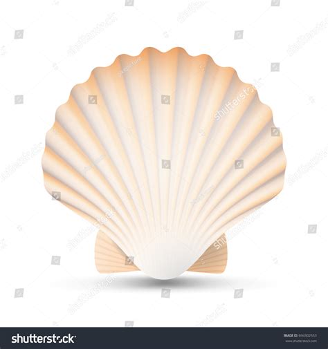 Scallop Seashell Vector Realistic Scallops Shell Stock Vector Royalty