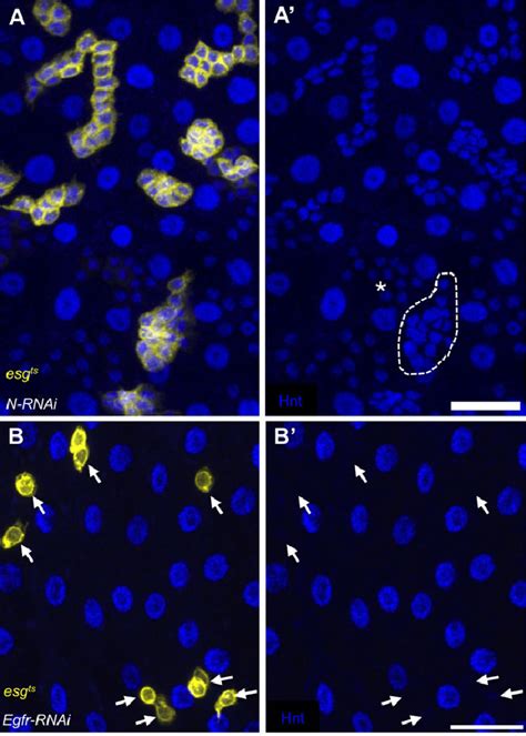 Hnt Isc Eb Expression Is Independent Of Notch Signaling But Is