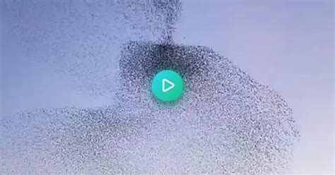 scientists still don t know why starlings rise at sunset to create