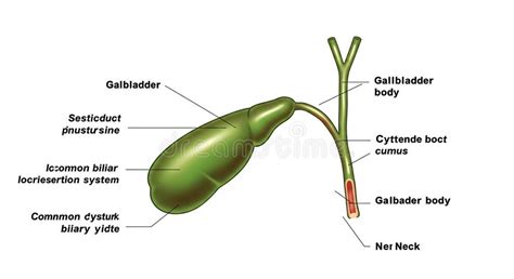 Diagram Depicts A Simplified Gallbladder Structure The Gallbladder Is