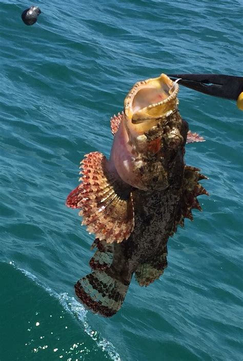 Poisonous Stonefish In Florida