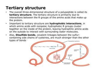 Introductiontoproteinsandaminoacids 1pdf