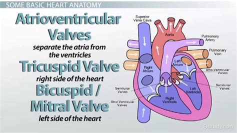 Double Circulation System Overview Anatomy And Importance Lesson