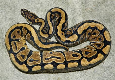 Rorscha Daybreaker Exotics