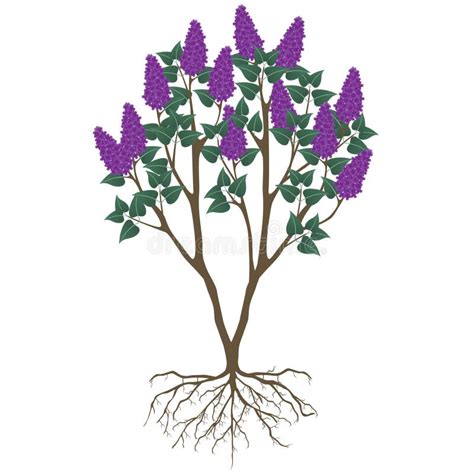 Tree Sketch Roots Leaves White Background Stock Illustrations 134 Tree Sketch Roots Leaves