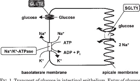 Glut Transporter Structure