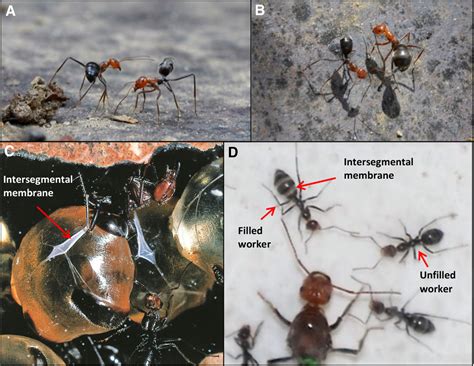 Intraspecific Variation In Colony Founding Behavior And Social