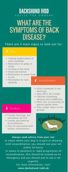 Ivdd Clinical Grading Scale The Rehab Vet Spinal Surgery Clinic