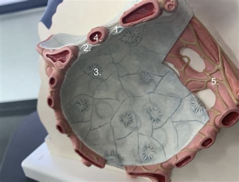 bronchiole alveolus model 1 6 diagram quizlet