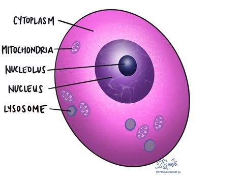 Cytoplasma Mypathologyreport