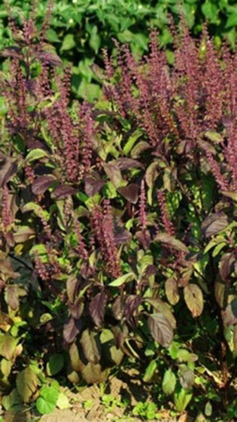 अगर बार बार सूख जाता है तुलसी का पौधा तो तुरंत करें ये काम India Tv Hindi