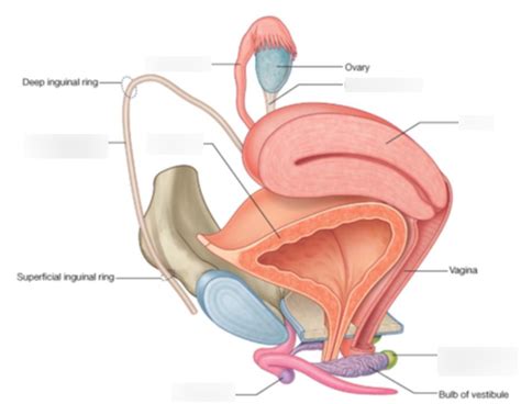 Female Bladder Uterus And Vagina Diagram Quizlet