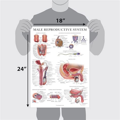 Laminated Male Reproductive System Anatomical Chart Male Anatomy