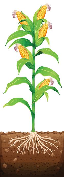 Jagung Di Pohon Ilustrasi Stok Unduh Gambar Sekarang Alam Batang