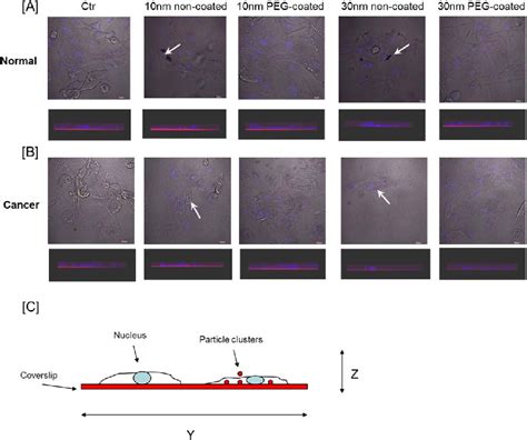 Evaluation Of Cellular Association Internalization Of Uspions Using Download Scientific Diagram
