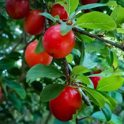 Cherry Plum Fruits