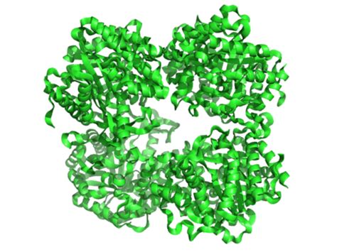 Bêta Glucosidase — Wikipédia