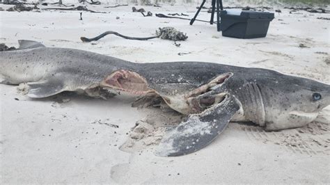 Infamous Orca Pair Behind The 19 Shark Carcasses That Have Washed
