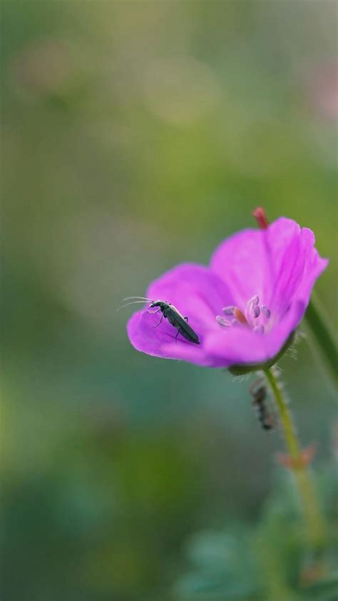 Bokehfullnosensor Videos Download The Best Free 4k Stock Video Footage And Bokehfullno