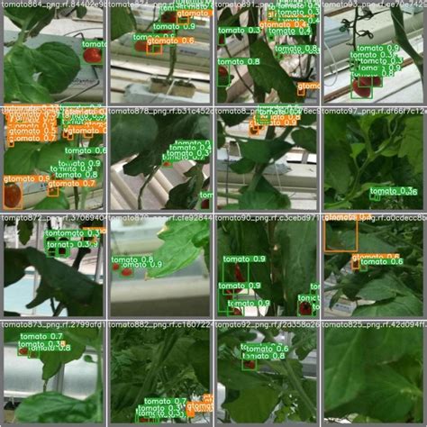 Obtained Test Results Batch With Accuracy For Tomato Detection Model Download Scientific