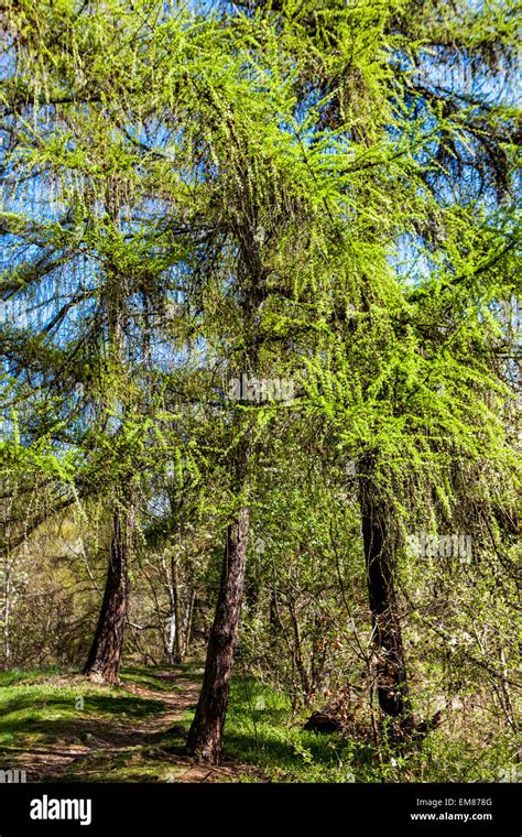 European Larch Larix Decidua Trees Larch Tree Conifer Trees Larix Trees