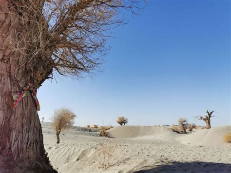 且末塔里木沙漠公路游玩攻略简介且末塔里木沙漠公路门票地址图片开放时间照片门票价格【携程攻略】