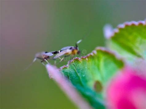 Two Insects Connected To Each Other Stock Image Image Of Leaf Insects 182051235
