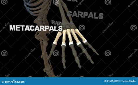 Metacarpals Anatomy