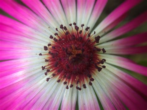 Pink Shasta Daisy Planters Place