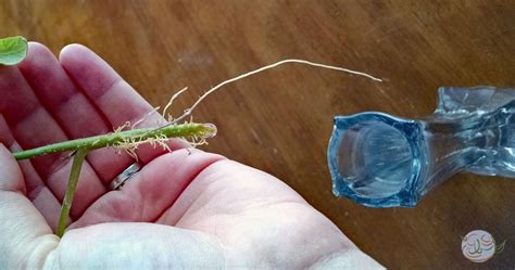 How To Propagate Plants In Water Eastborn Gardens