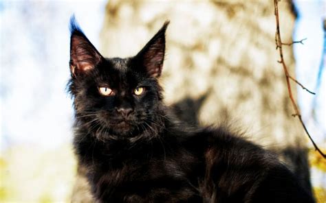 Unraveling The Mystique Of The Black Maine Coon Cat Breed